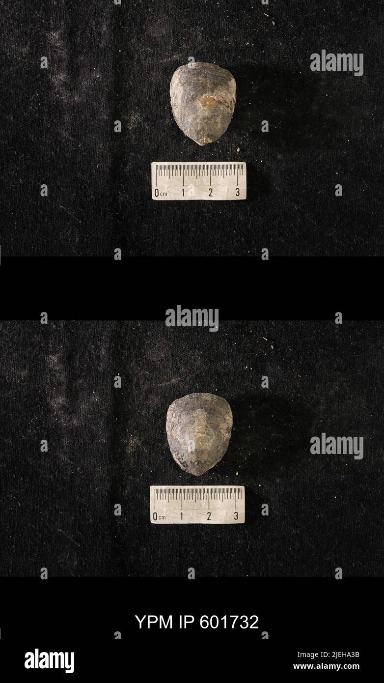 Lingula cincinnatiensis Hall & Whitfield, 1875 Stock Photo - Alamy