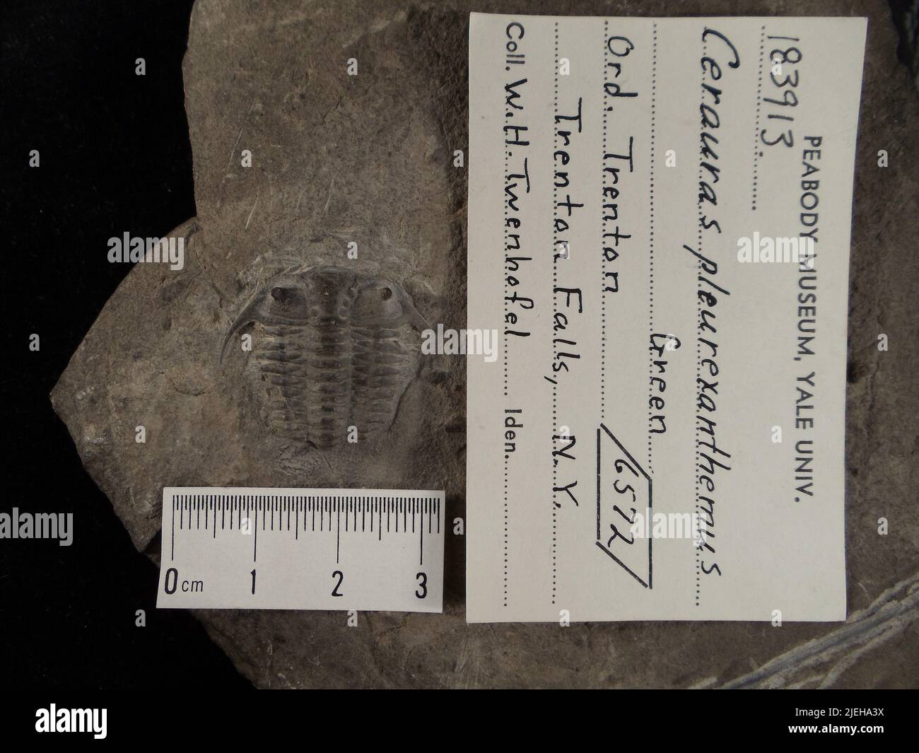 1832 animalia hi-res stock photography and images - Alamy