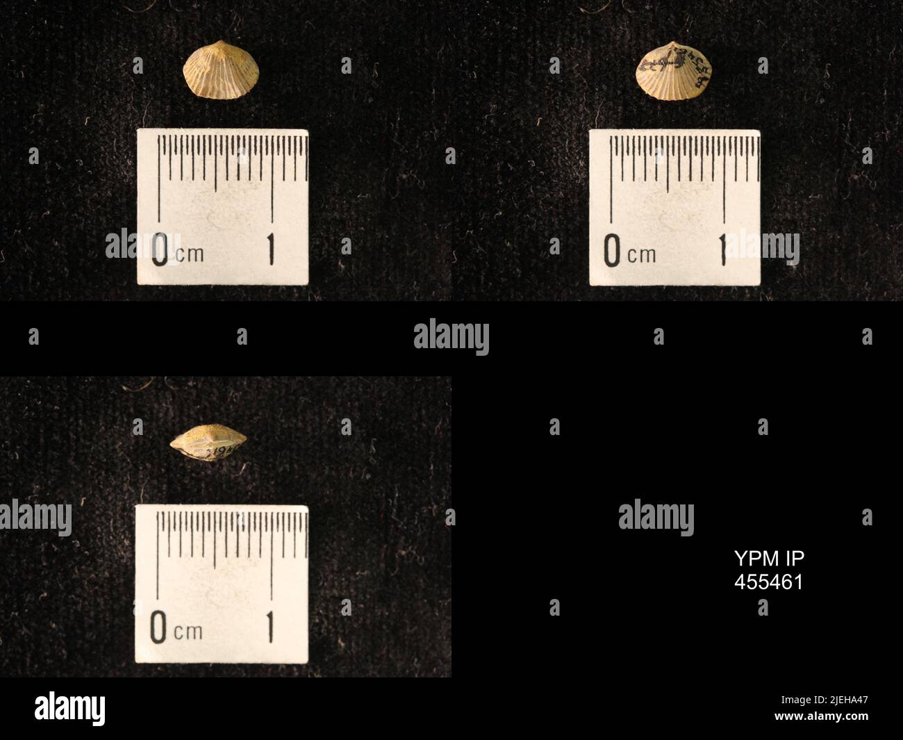 Platystrophia morrowensis (James Stock Photo - Alamy