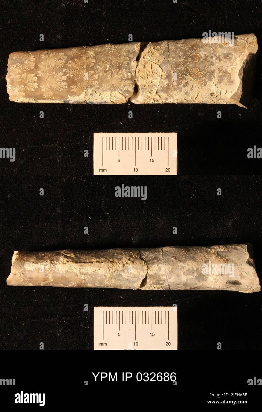 Baculites gregoryensis cobban animalia hi-res stock photography and ...