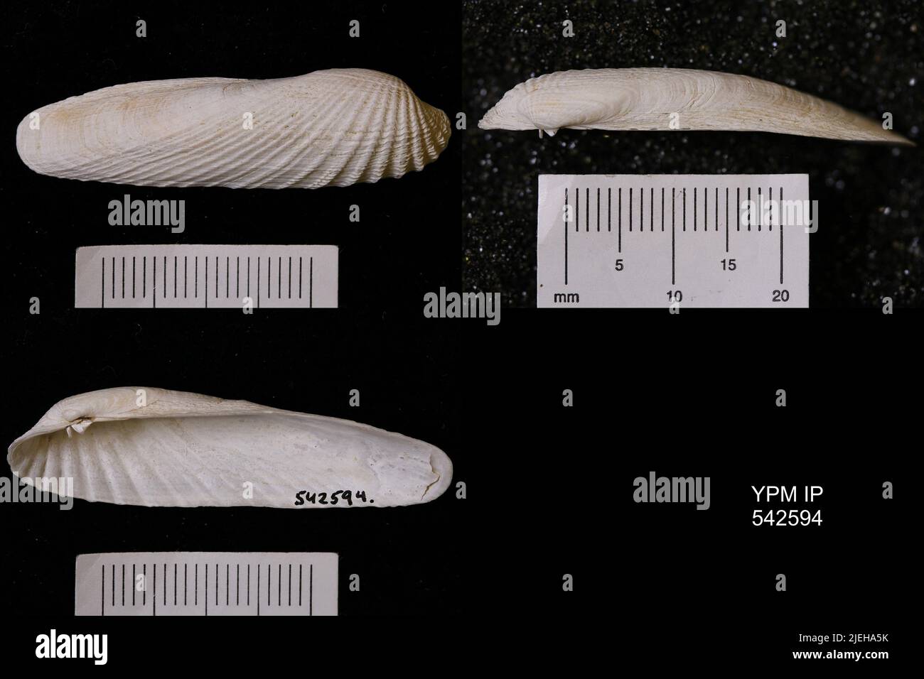 Petricolaria pholadiformis (Lamarck, 1818 Stock Photo - Alamy