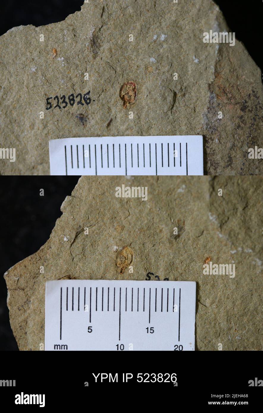 Undet homalozoa animalia hi-res stock photography and images - Alamy