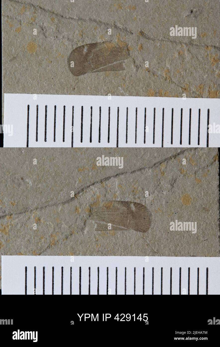 Undet pterygota animalia hi-res stock photography and images - Alamy