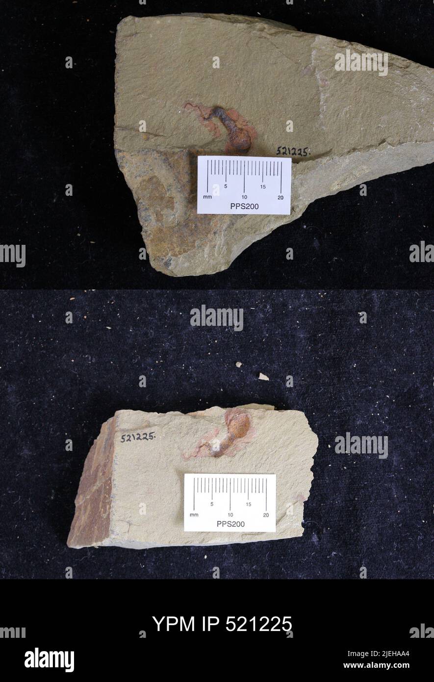 Fossilized burrows hi-res stock photography and images - Alamy