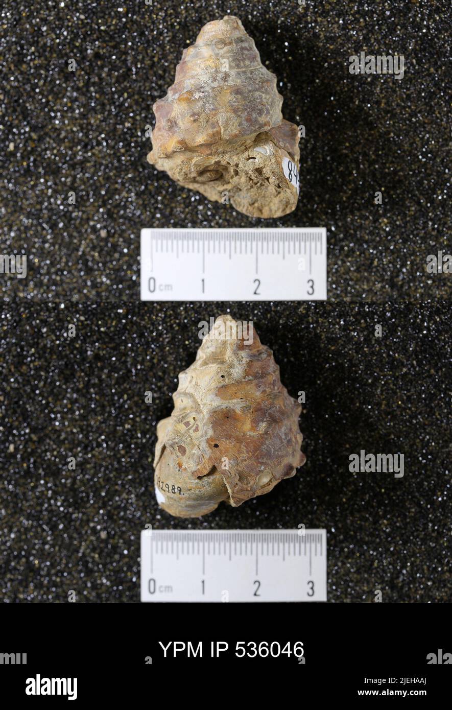 1876 animalia hi-res stock photography and images - Alamy