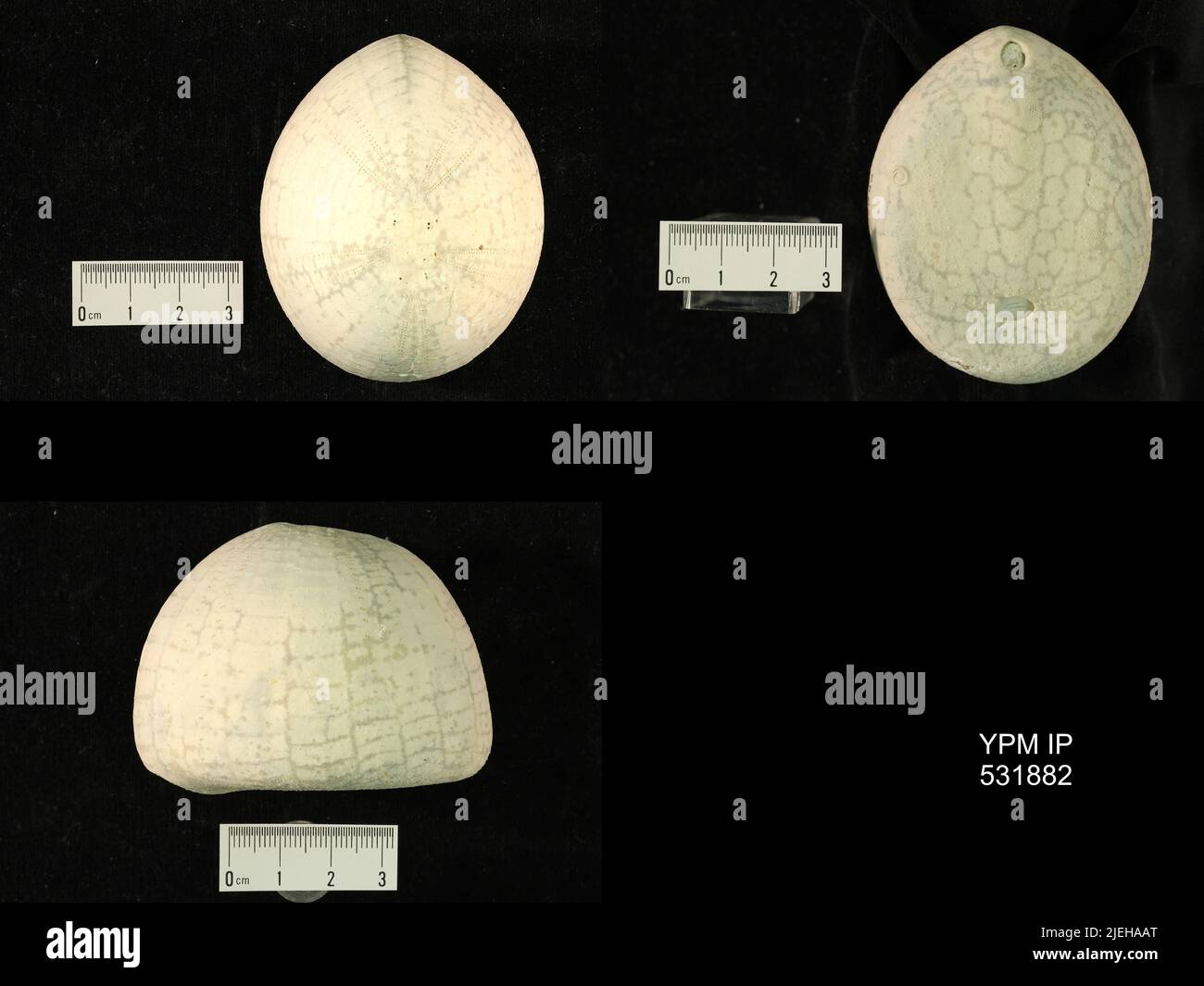 Echinocorys hi-res stock photography and images - Alamy