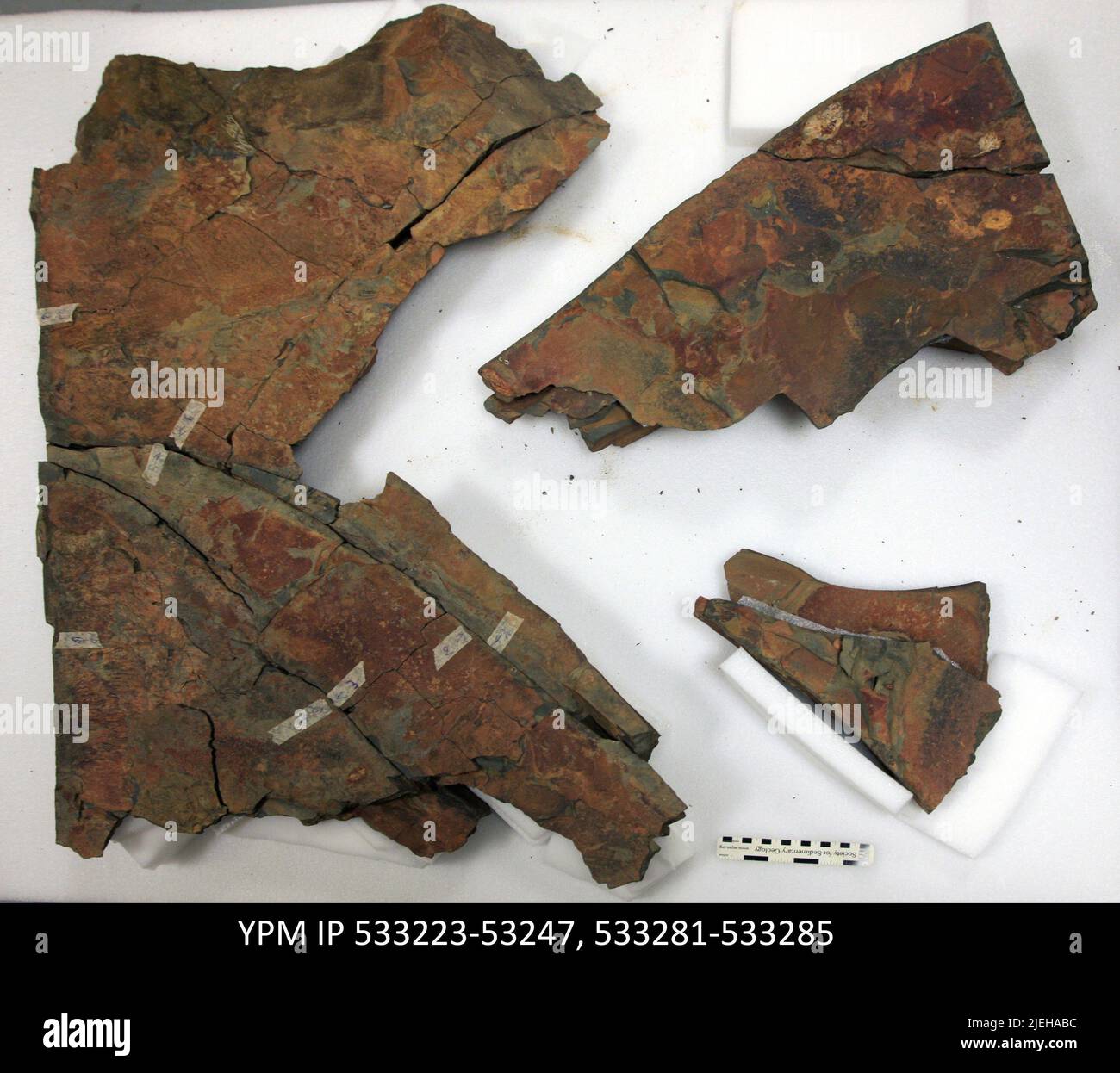 Brachiopods brachiopoda hi-res stock photography and images - Alamy