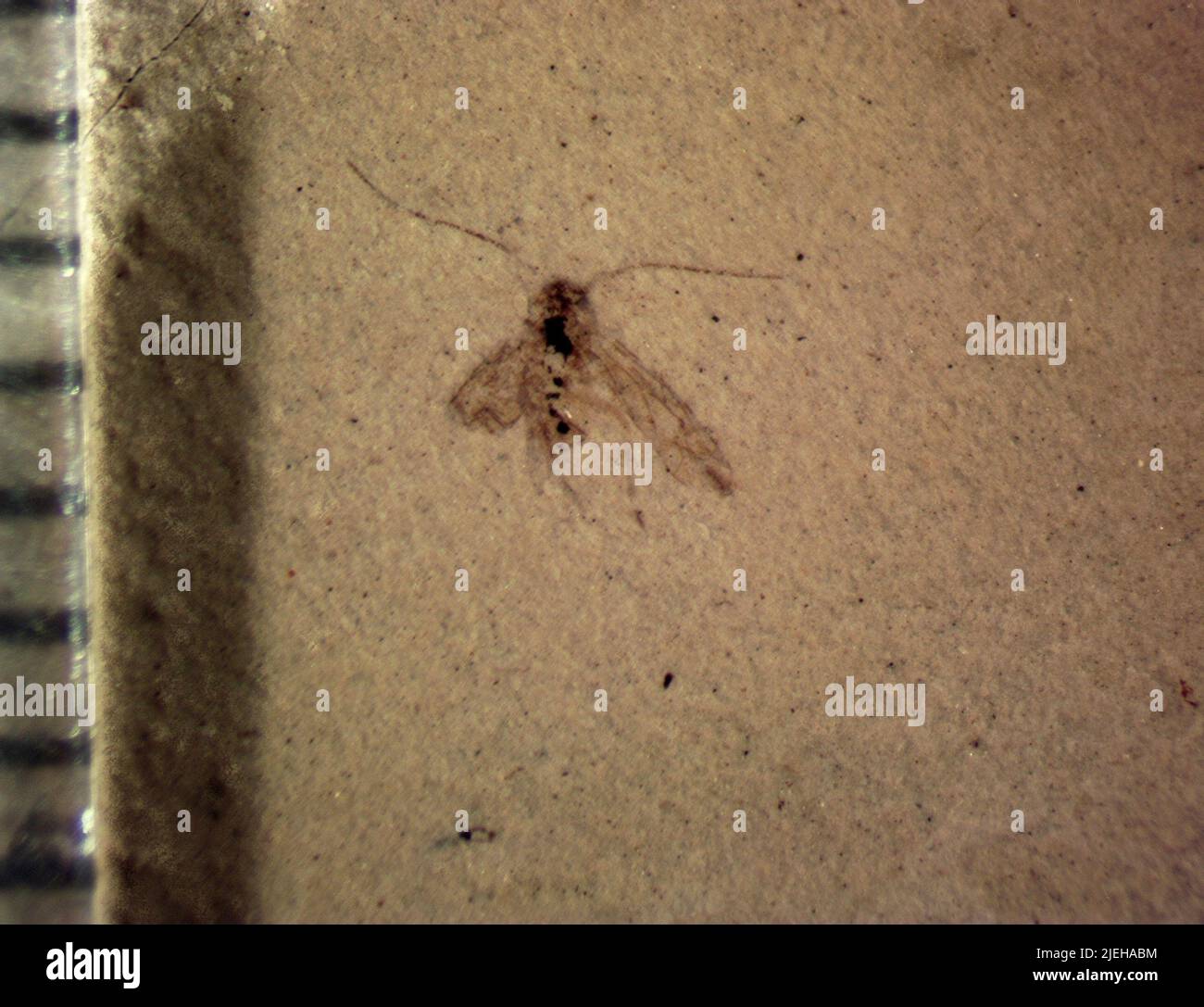 Undet psocoptera animalia hi-res stock photography and images - Alamy