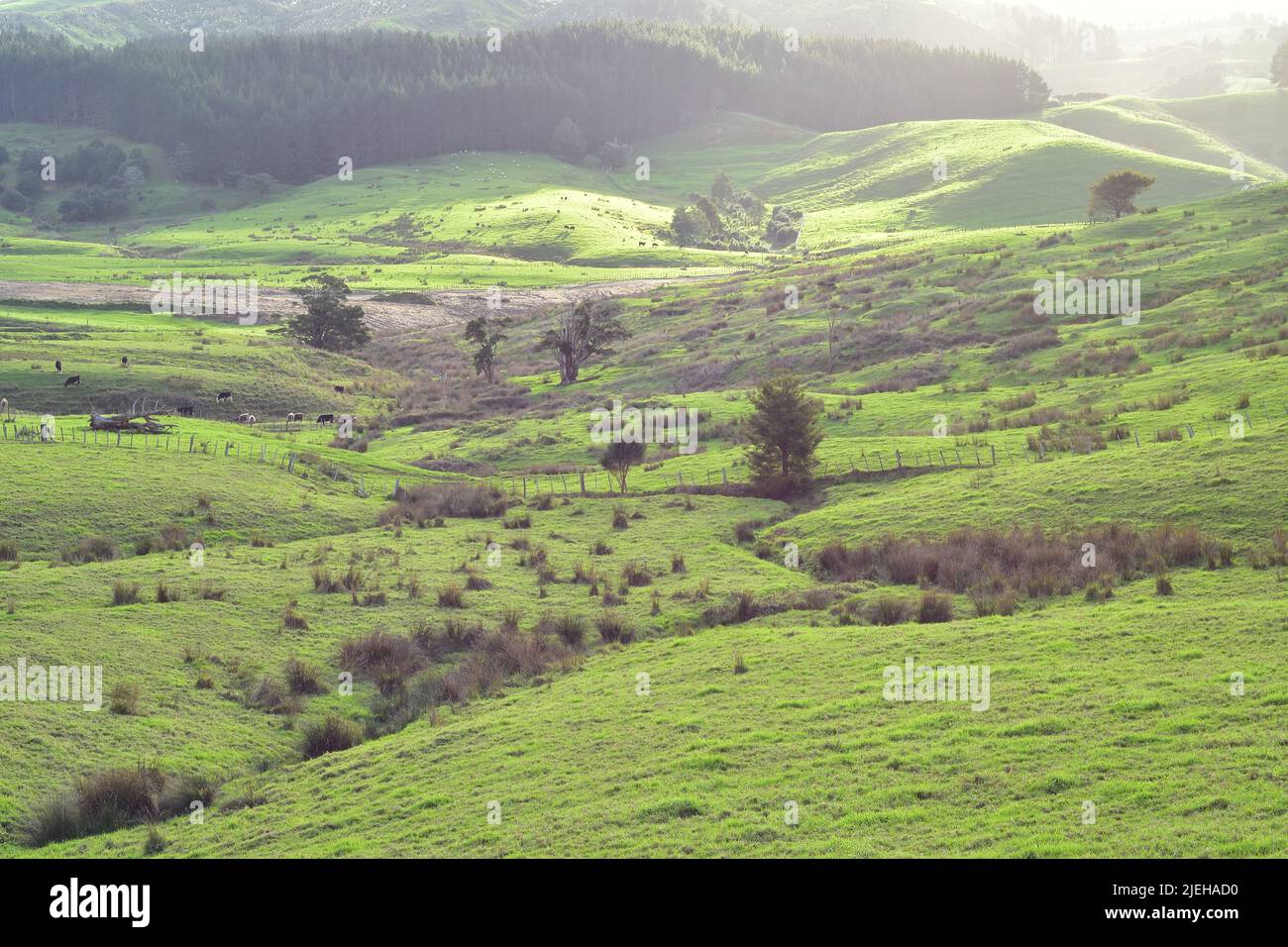 Rodney district hi-res stock photography and images - Alamy