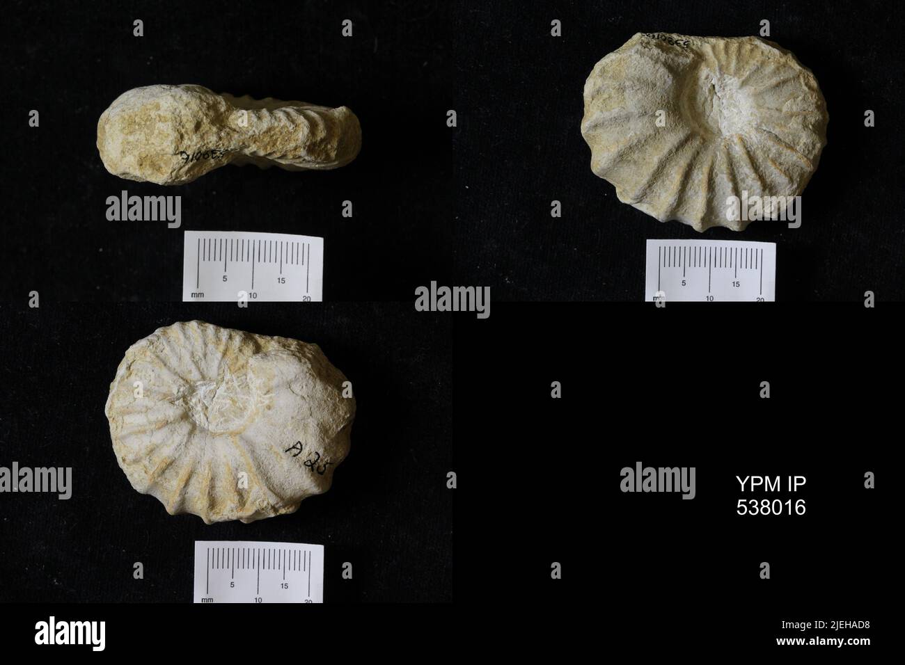 Stoliczkaia dispar dorbigny hi-res stock photography and images - Alamy