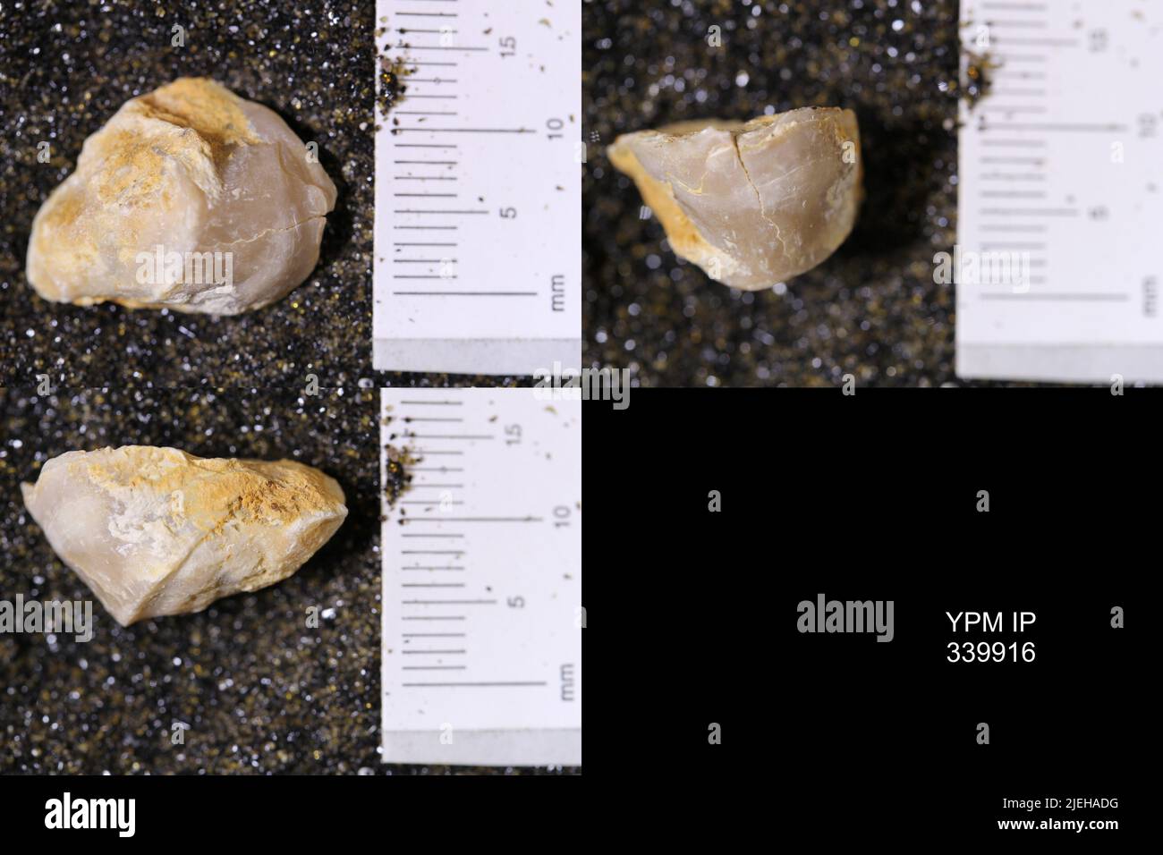 Exogyra sp animalia hi-res stock photography and images - Alamy