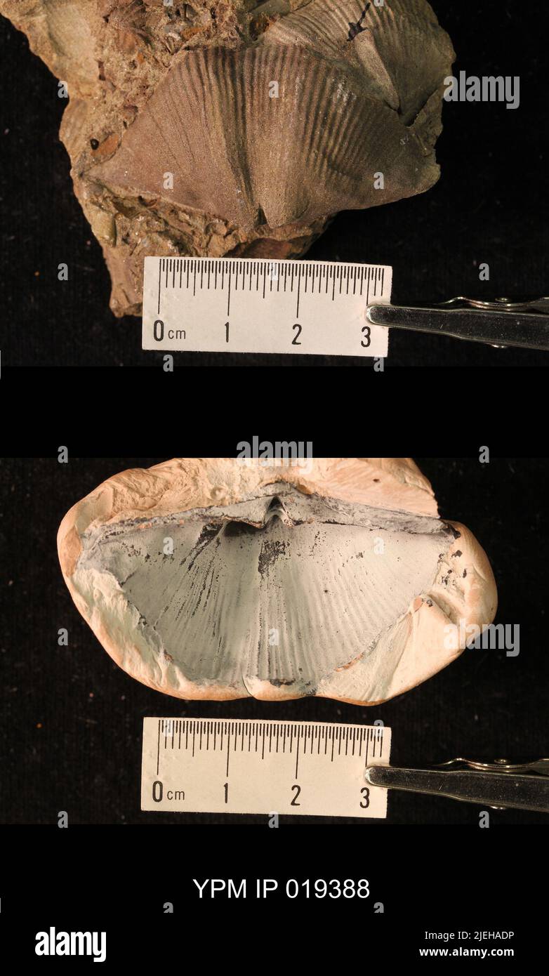 Cyrtospirifer inermis hall hi-res stock photography and images - Alamy