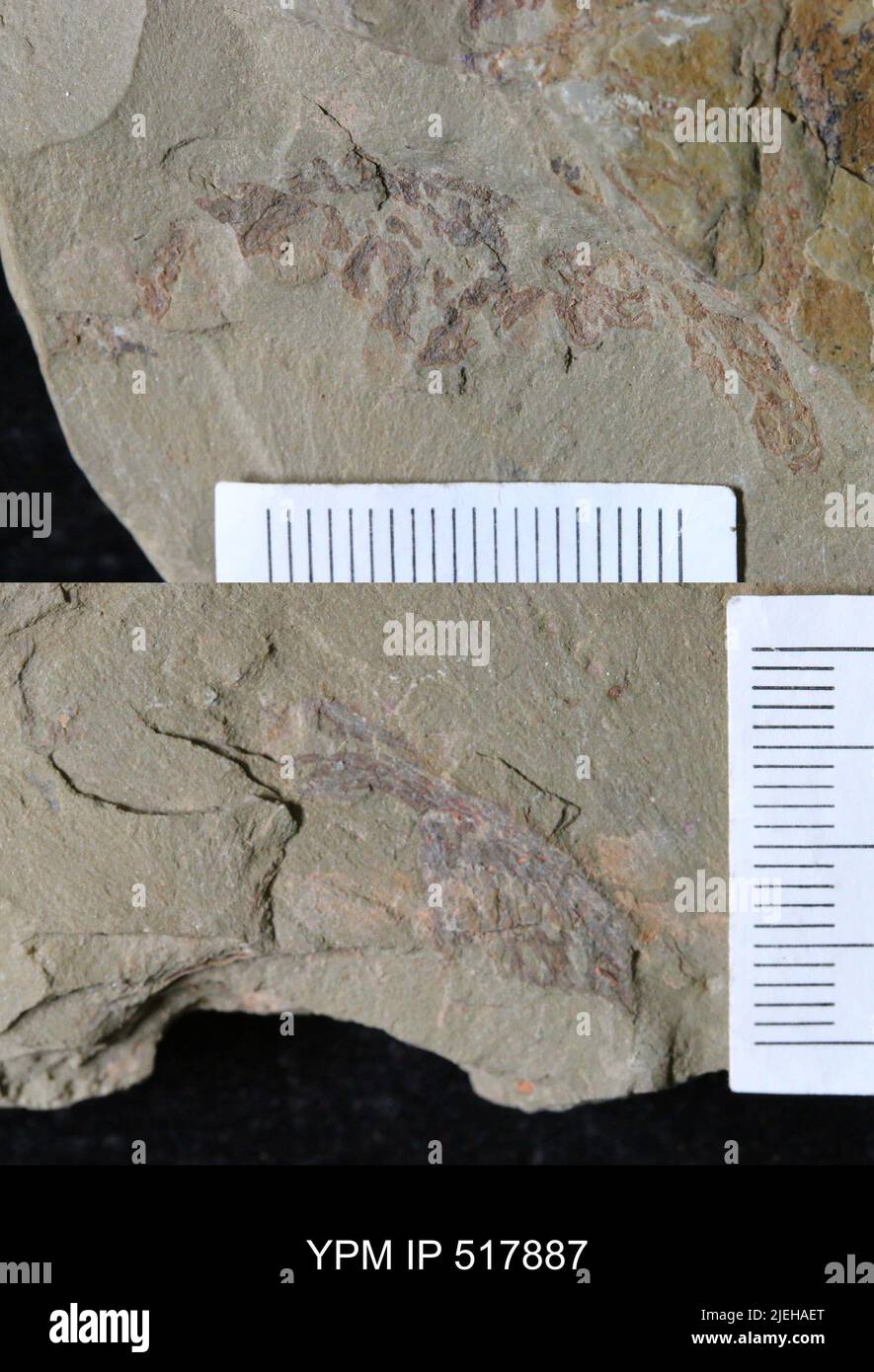 Dendroidea hi-res stock photography and images - Alamy