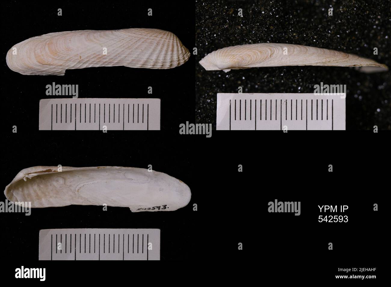 Petricolaria pholadiformis (Lamarck, 1818 Stock Photo - Alamy