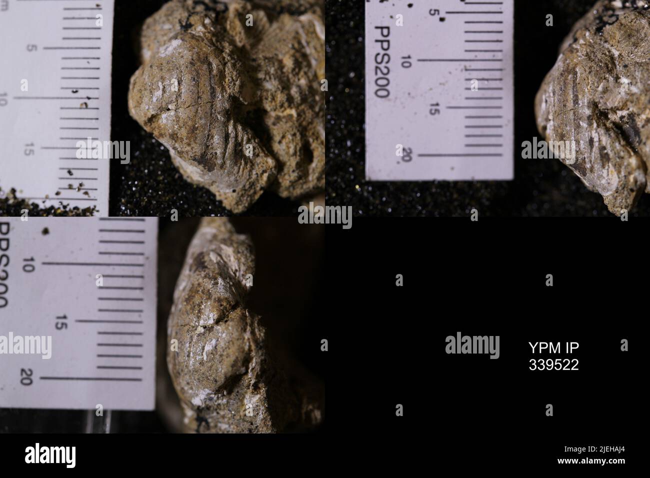 Corbula hi-res stock photography and images - Alamy