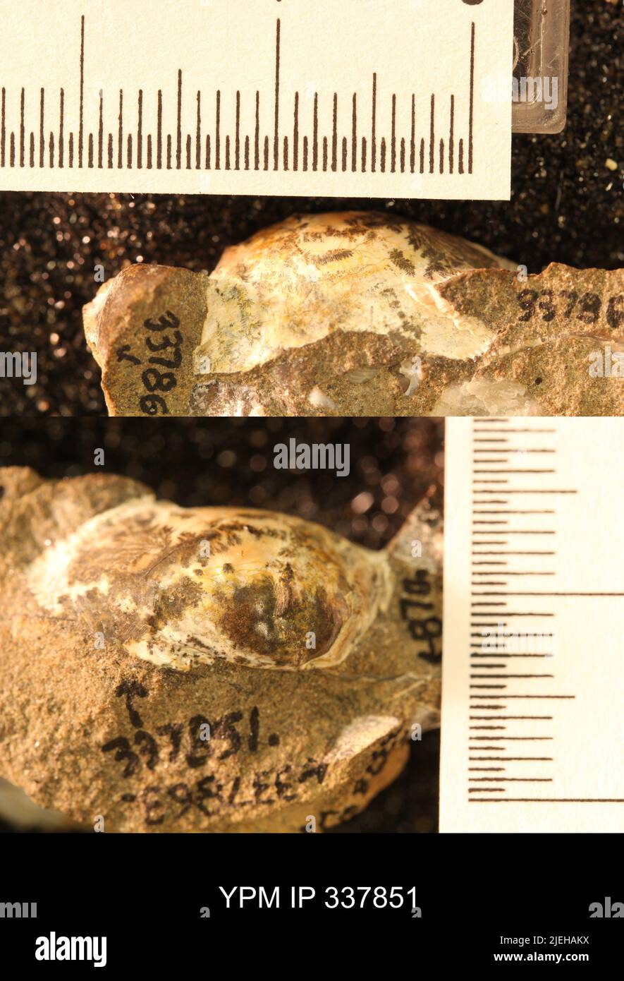 Nuculoi hi-res stock photography and images - Alamy