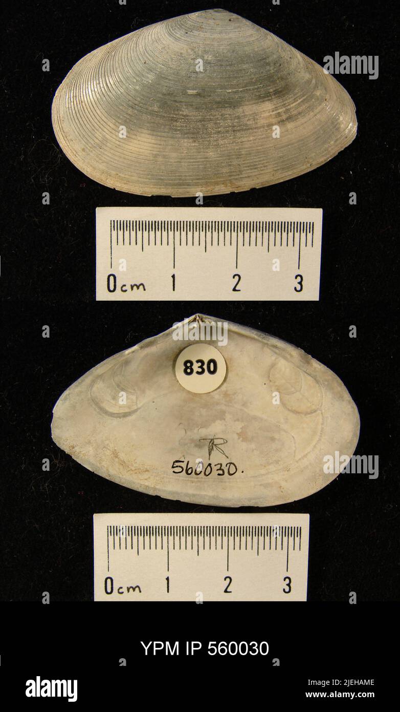 Tellina alternata animalia hi-res stock photography and images - Alamy