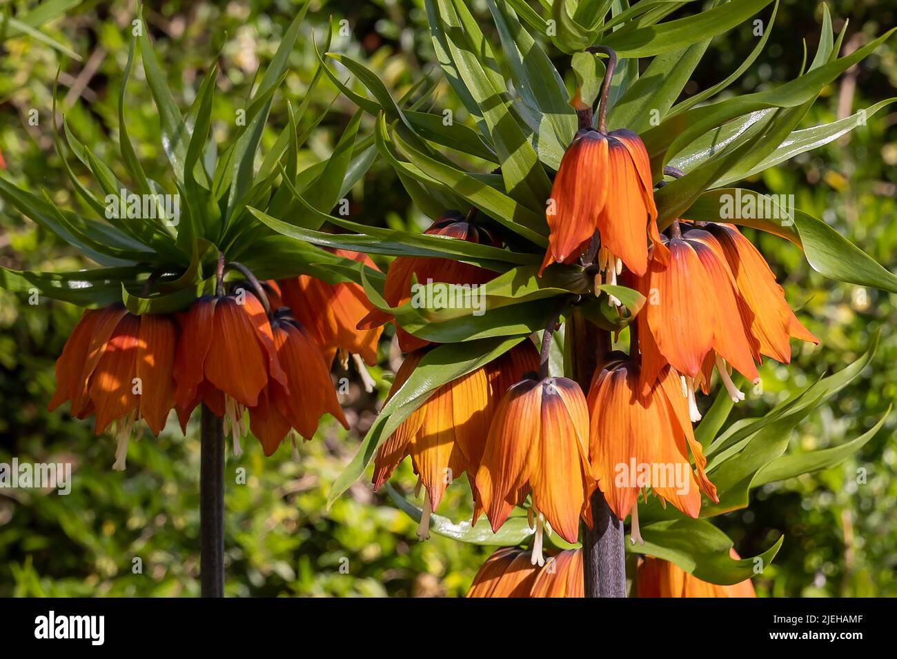 Blühende Kaiserkrone, Fritillaria imperialis / flowering Crown Imperial ...