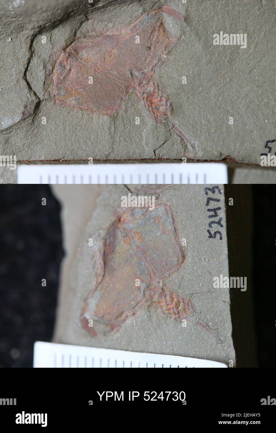 Cothurnocystis hi-res stock photography and images - Alamy