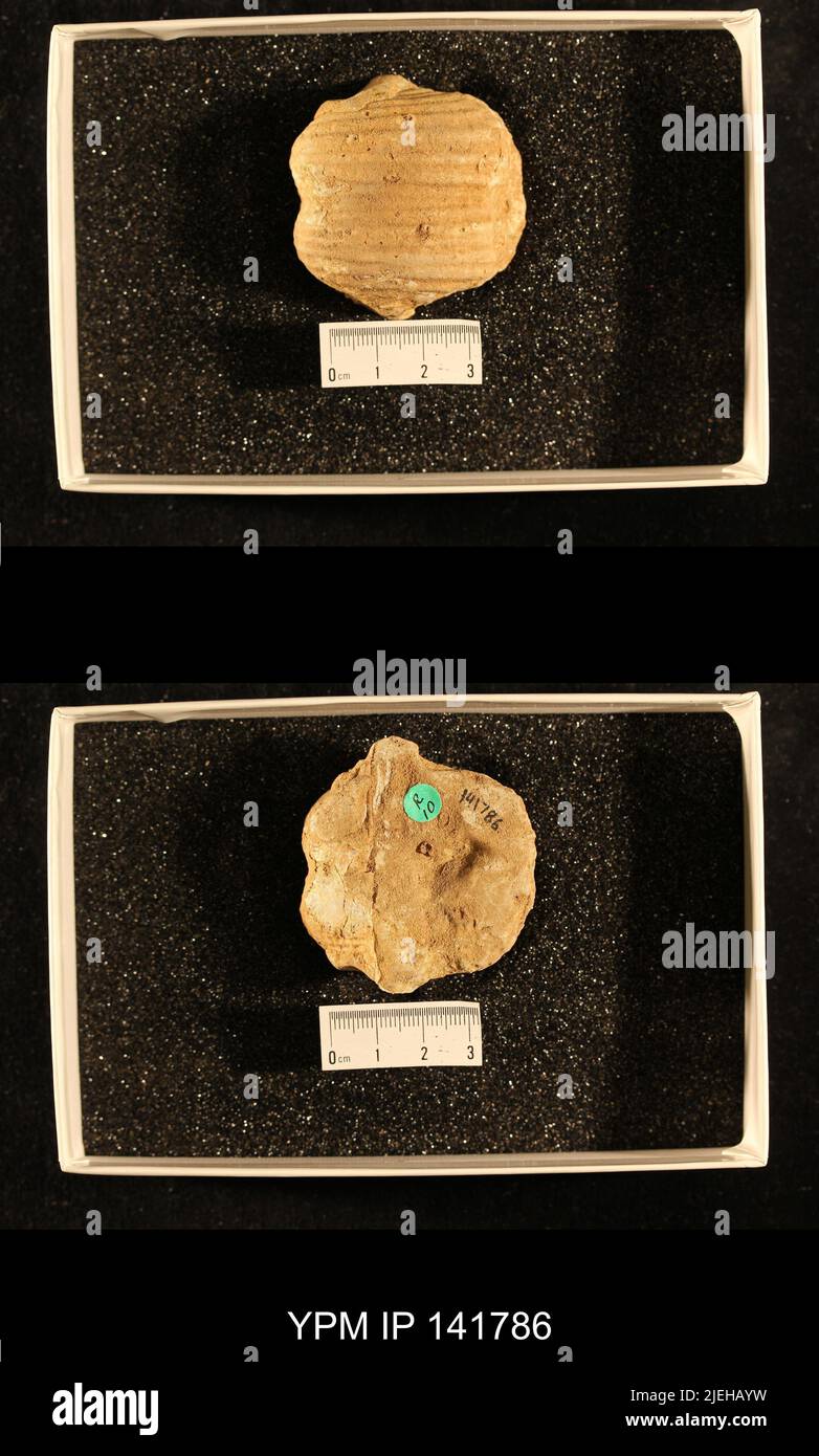 Productus (Dictyoclostus) indicus Stock Photo - Alamy