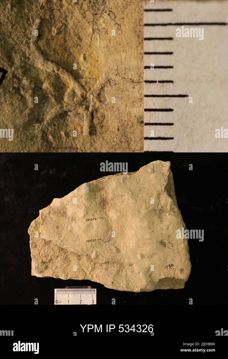 Ophiur hi-res stock photography and images - Alamy