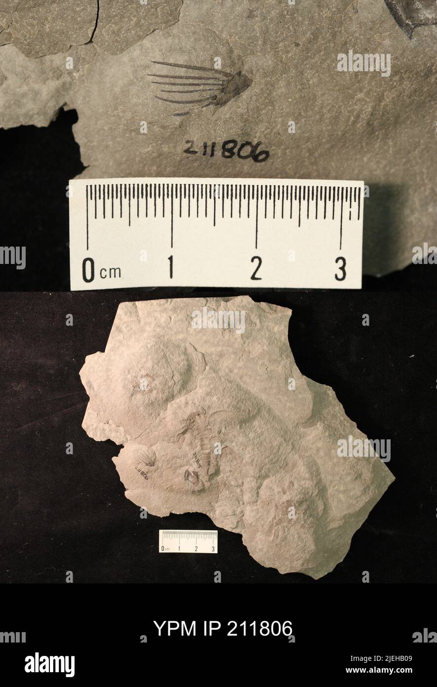 Eurypterus sp animalia hi-res stock photography and images - Alamy