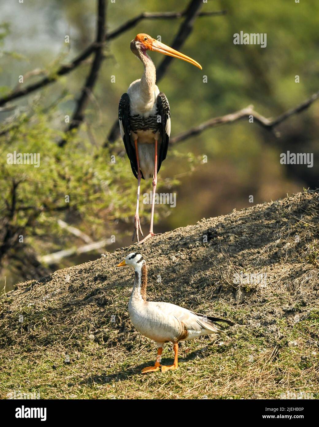 painted storks or Mycteria leucocephala and bar headed goose or anser ...