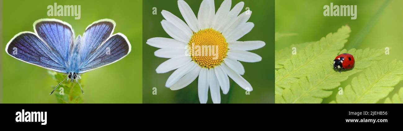 Spring bookmark. Proposal consist of ladybug, flower and butterfly ...