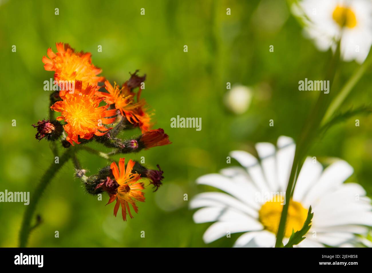 Fox and Cubs flower, Pilosella aurantiaca, in wildflower meadow ...