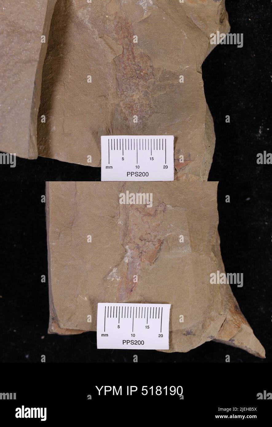 Phylum vertebrata hi-res stock photography and images - Alamy