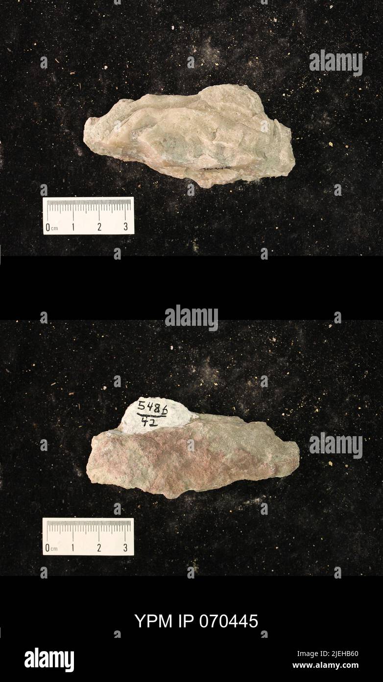 Heliolites nucella foerste animalia hi-res stock photography and images ...