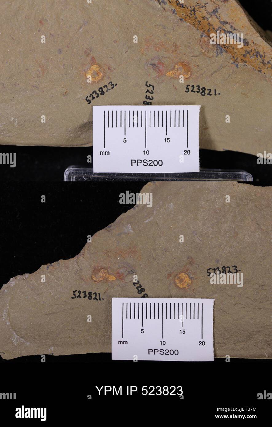 Xiphosurida hi-res stock photography and images - Alamy