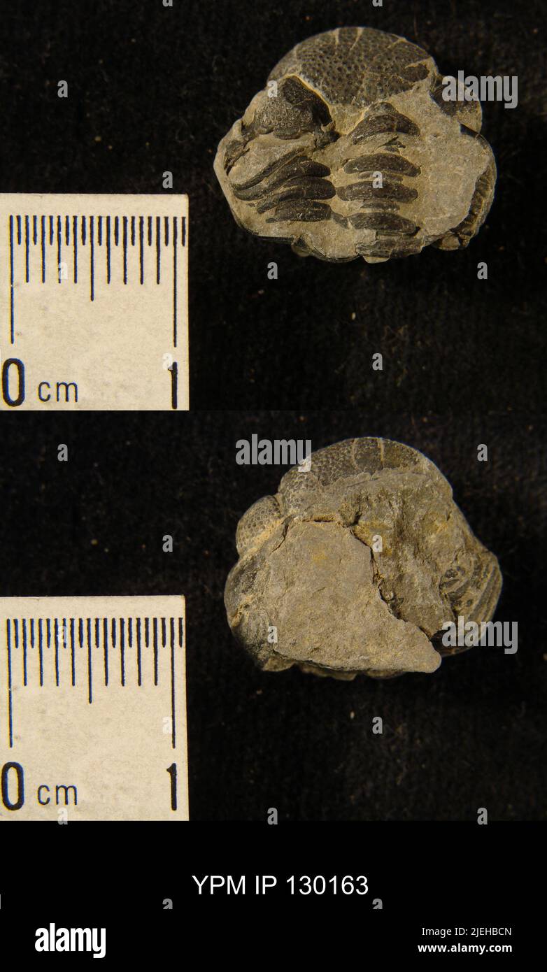 Eldredgeops rana (Green Stock Photo - Alamy