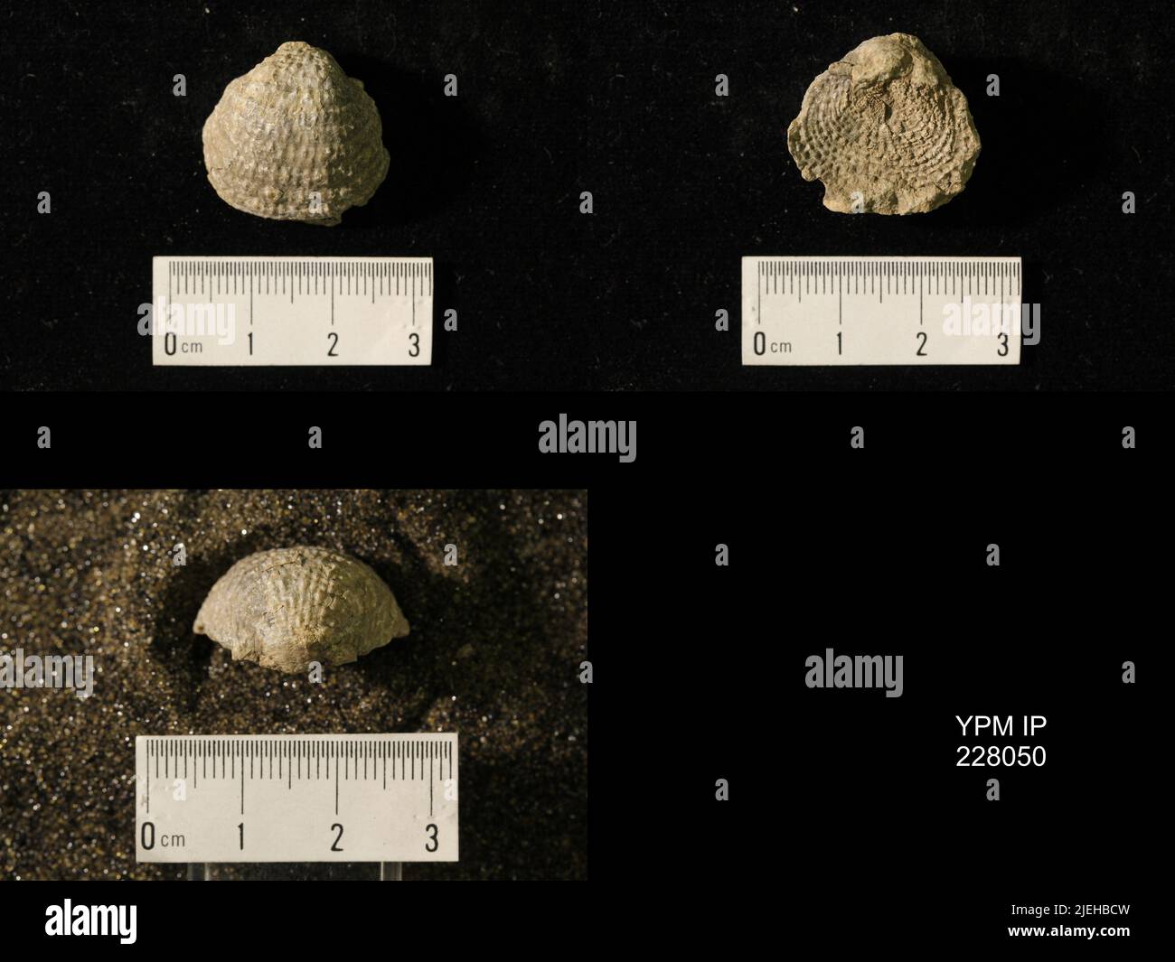 Juresania symmetrica McChesney Stock Photo - Alamy