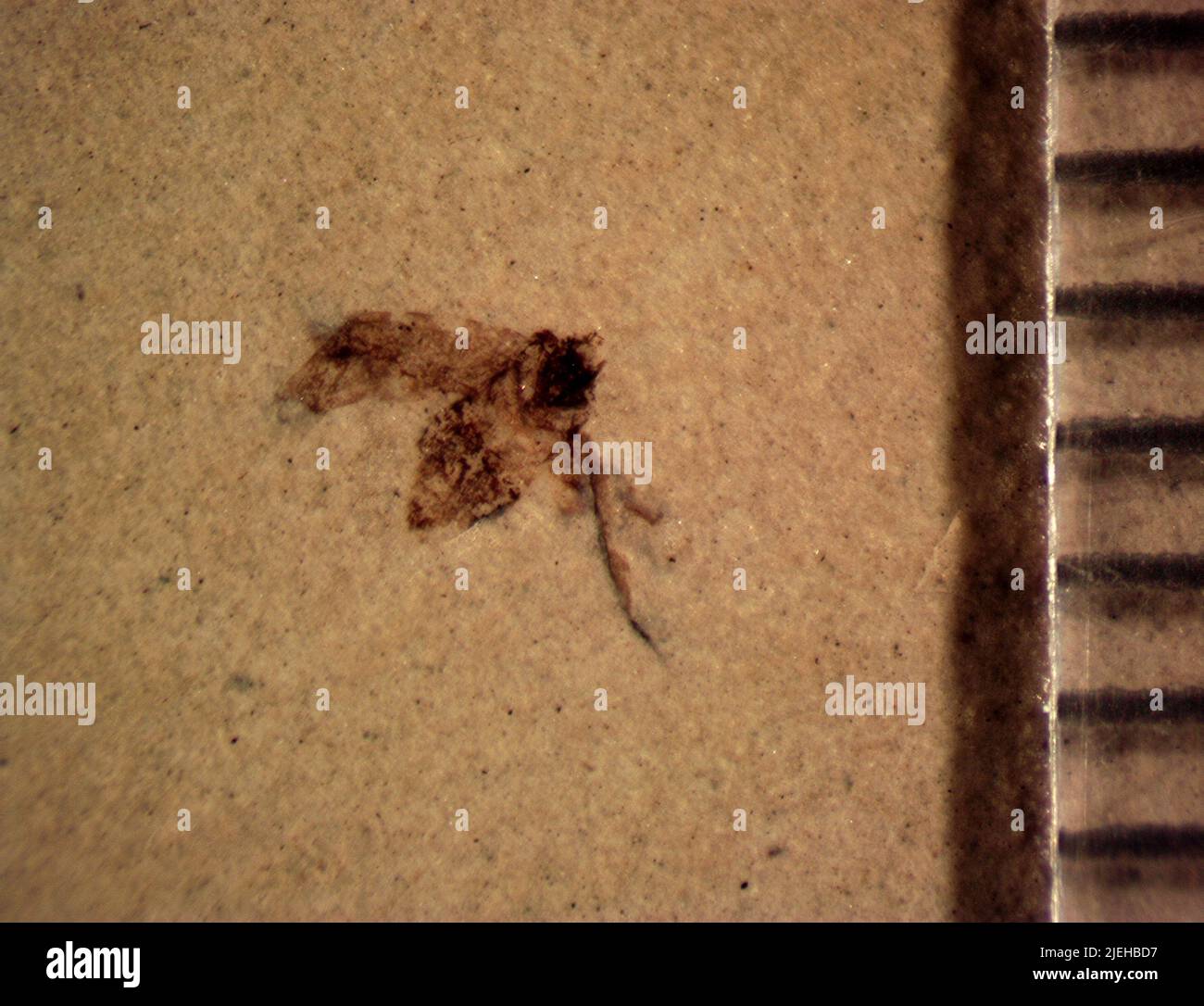 Family fulgoridae hi-res stock photography and images - Alamy