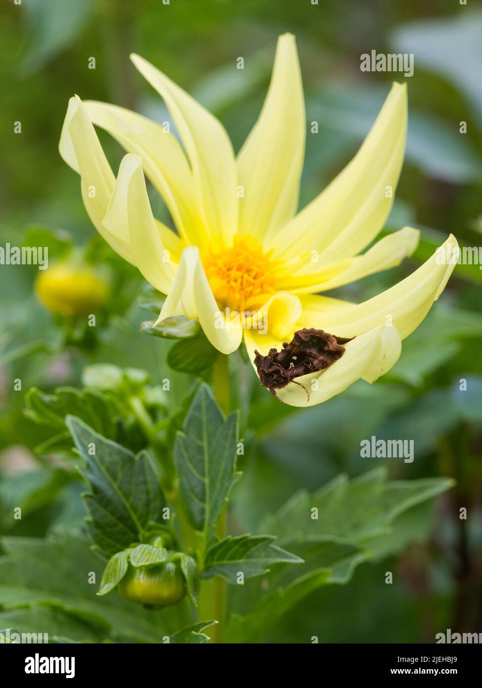 Beautiful Golden Y, Autographa pulchrina, moth on a Dahlia flower ...