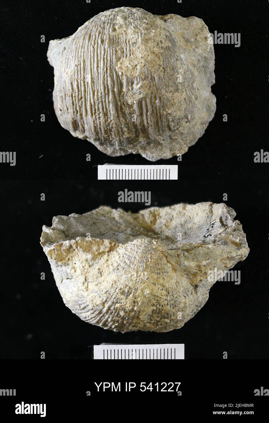 Dictyoclostus sp animalia hi-res stock photography and images - Alamy