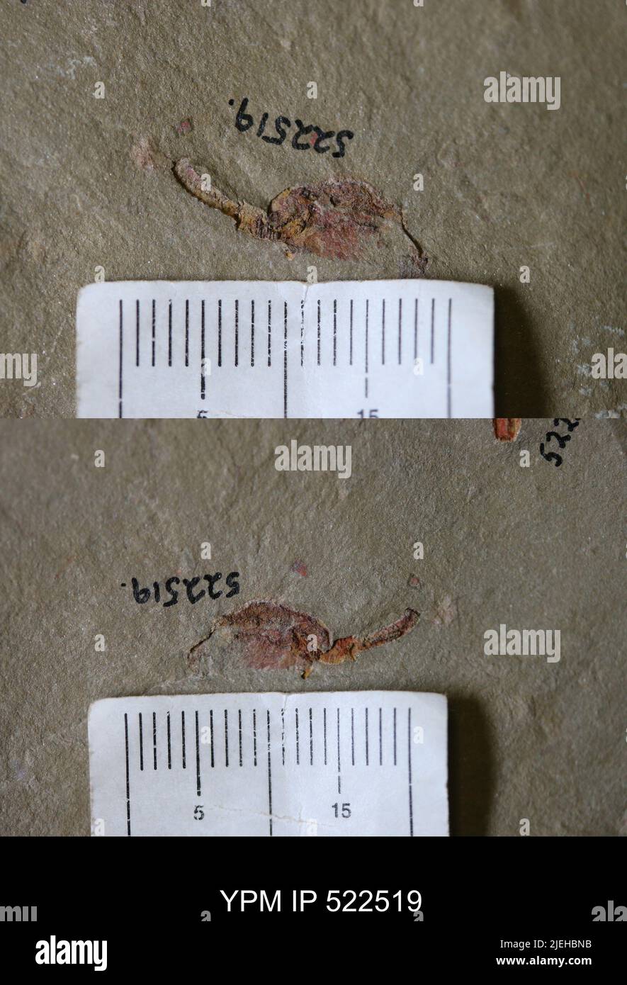 Undet stylophora animalia hi-res stock photography and images - Alamy