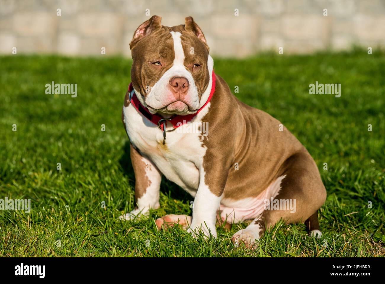 Chocolate color American Bully male dog is on green grass Stock Photo ...