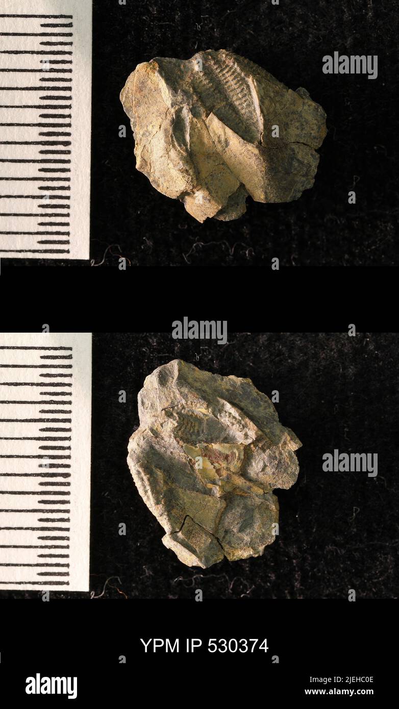 Pentremites hi-res stock photography and images - Alamy