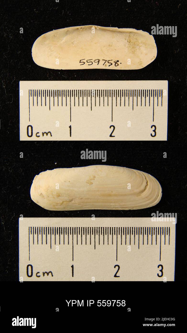 1794 animalia hi-res stock photography and images - Alamy