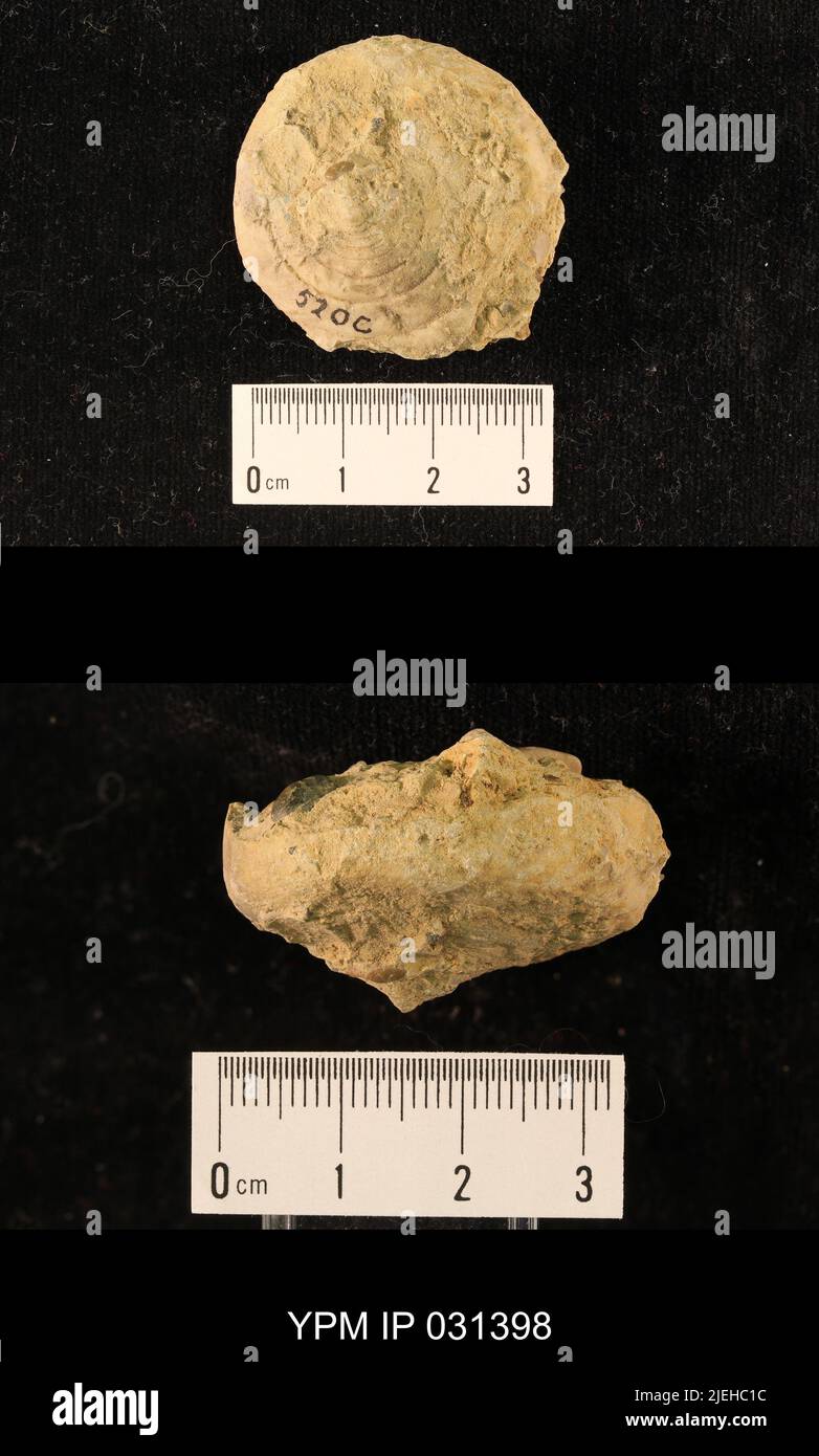 Conus molis var bravoi spieker hi-res stock photography and images - Alamy