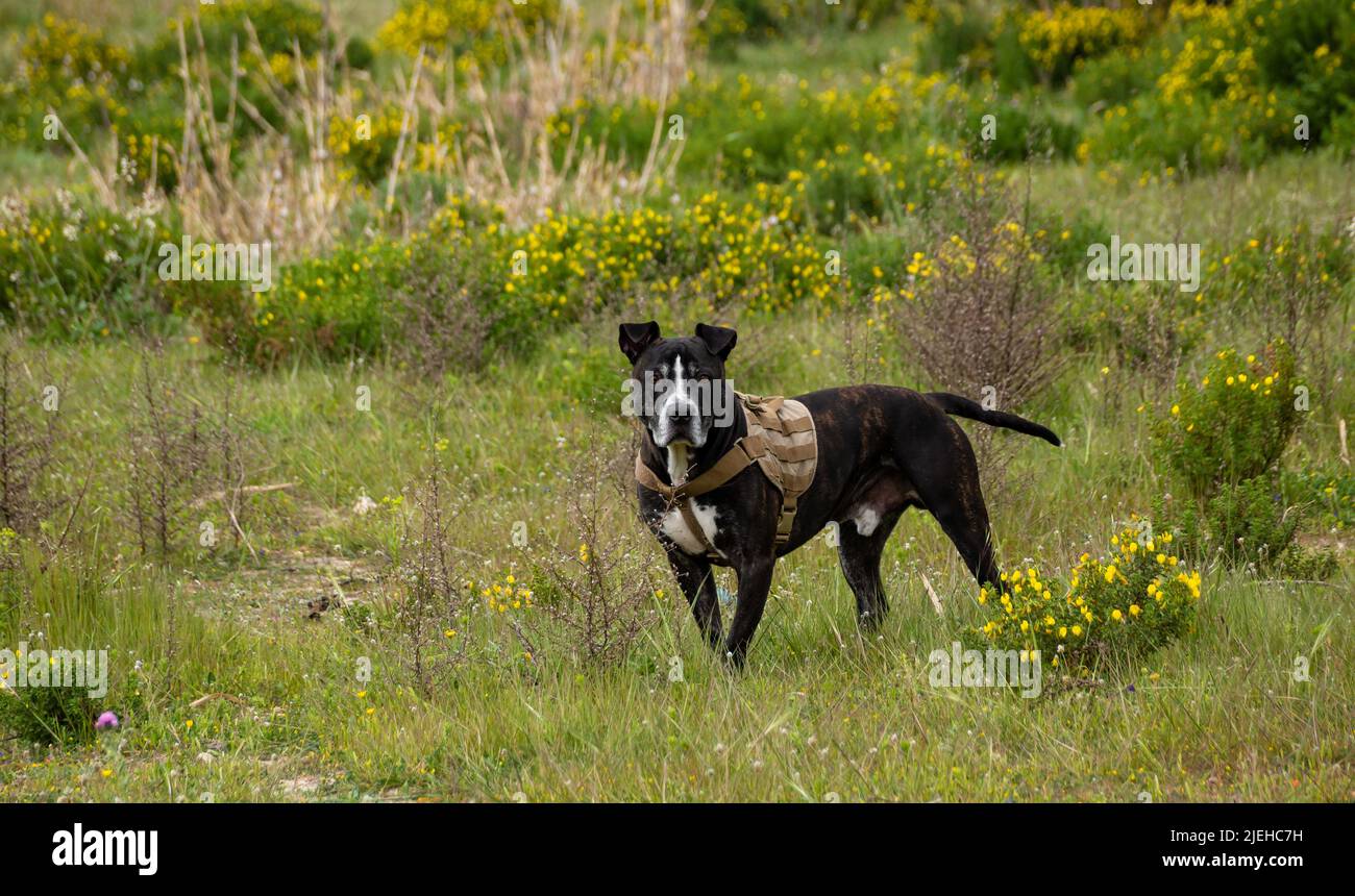 portrait of a black american pit bull playing happy on a green lawn ...