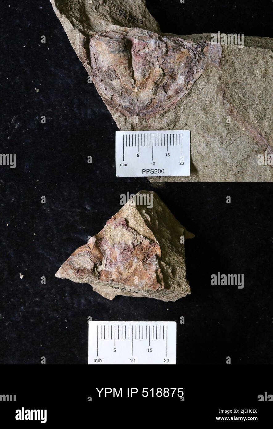 Asaphidae hi-res stock photography and images - Alamy