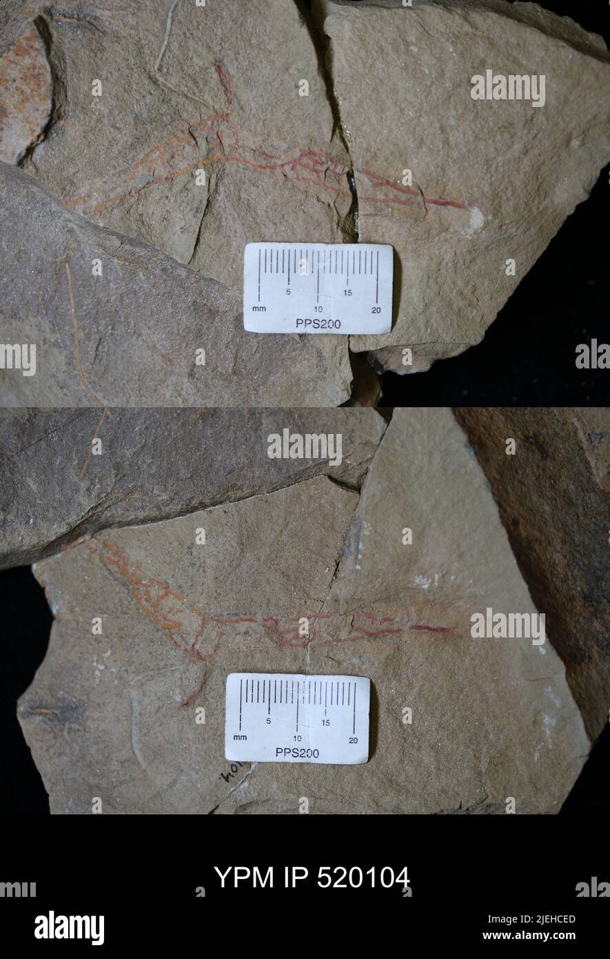 Trace fossil footprint hi-res stock photography and images - Alamy