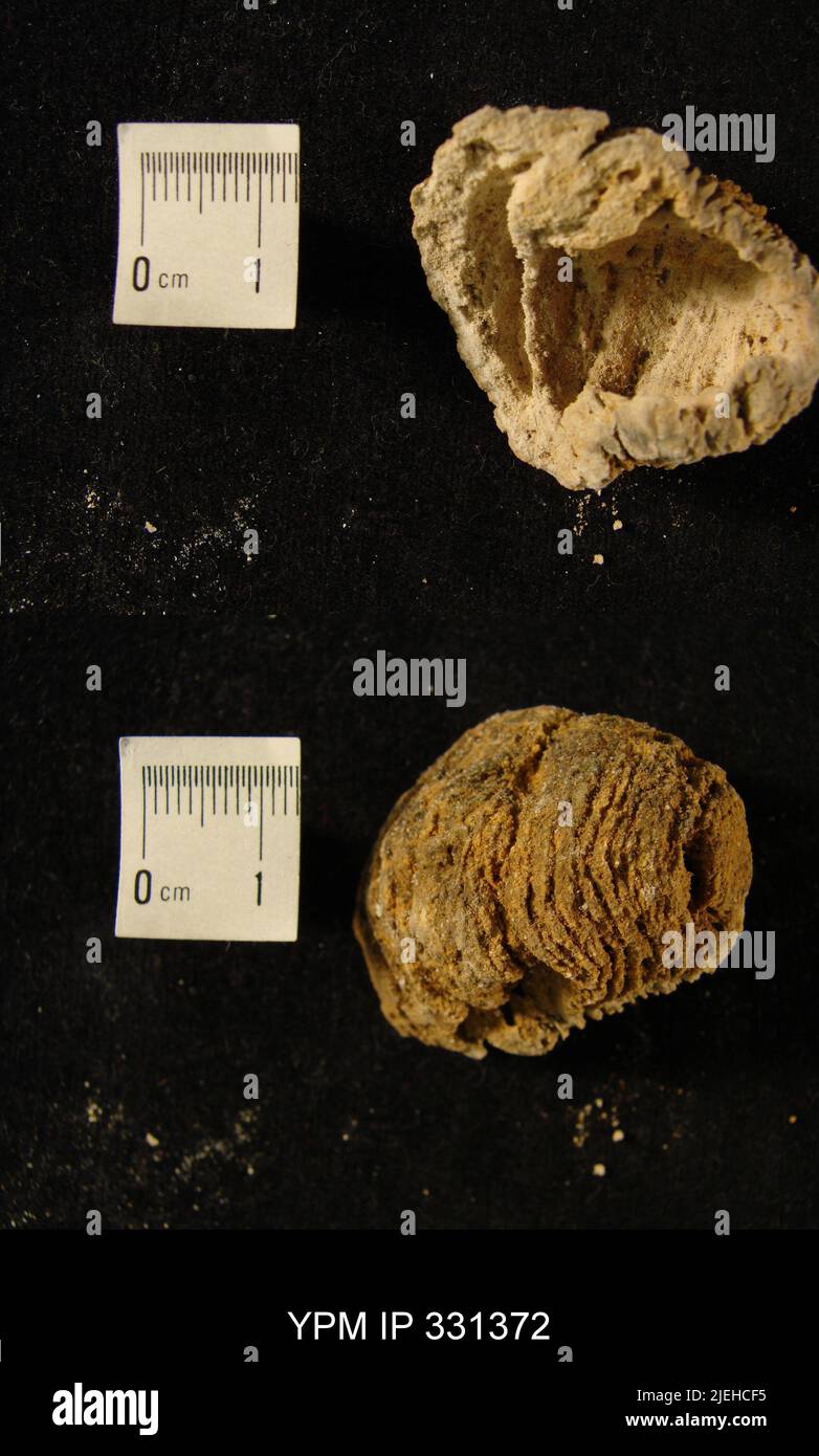 Stromatoporoidea hi-res stock photography and images - Alamy