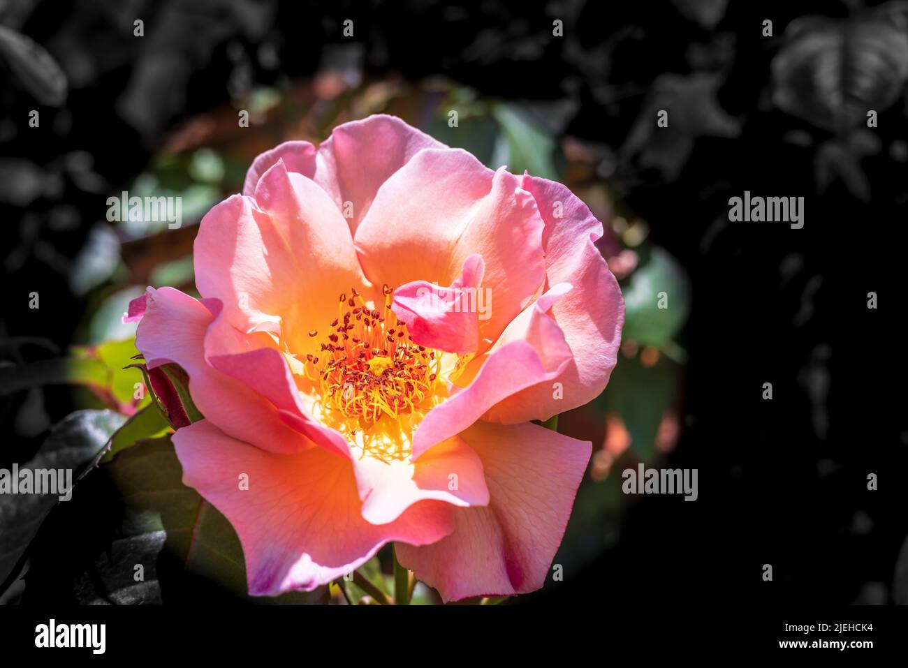 Upright shrub rose hi-res stock photography and images - Alamy