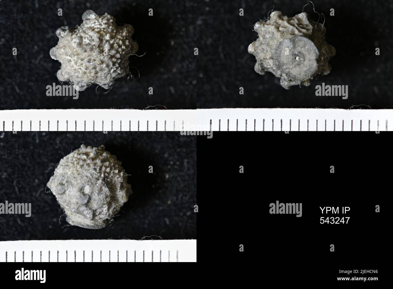 1962 animalia hi-res stock photography and images - Alamy