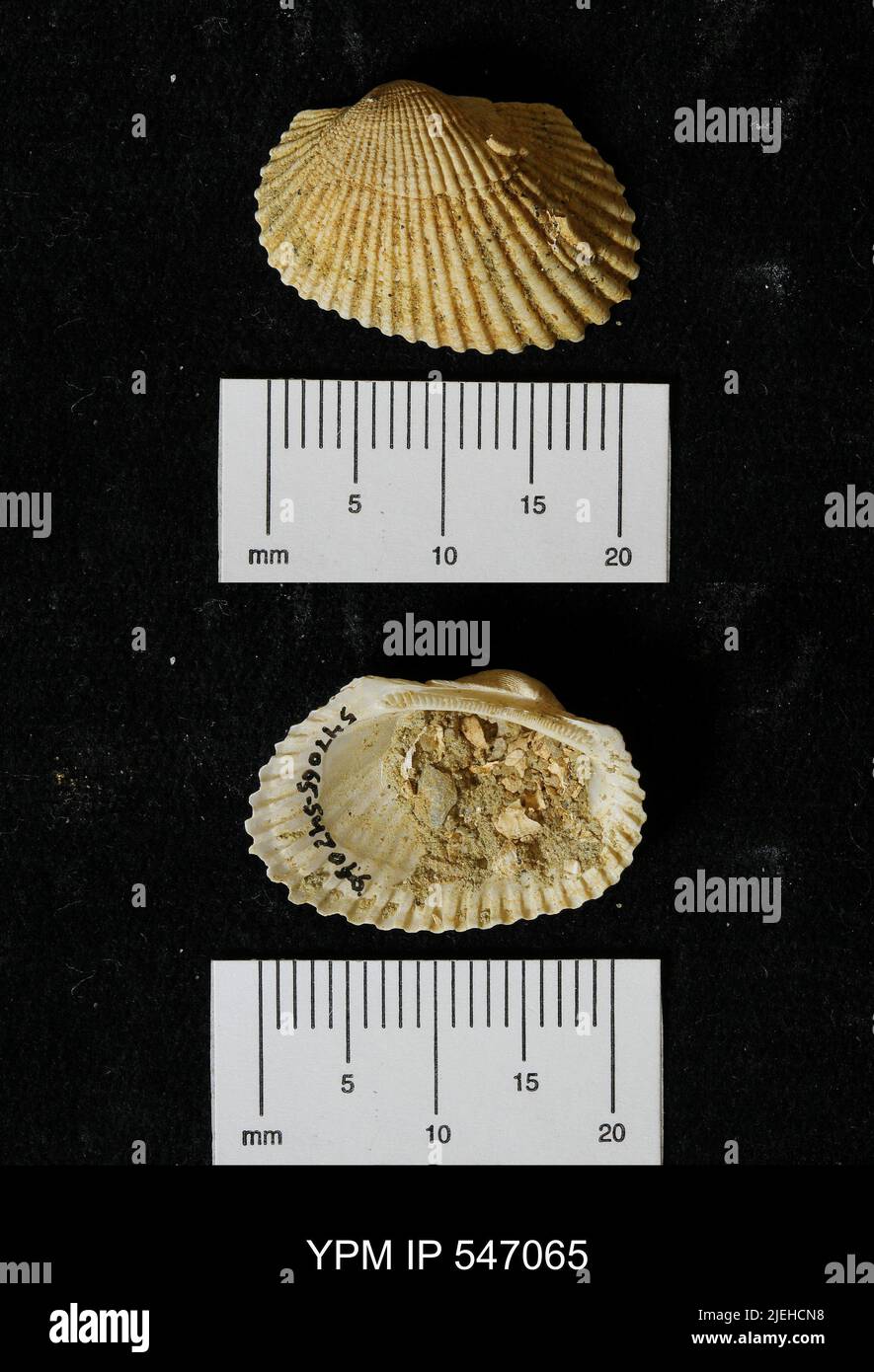 Scapharca transversa animalia hi-res stock photography and images - Alamy