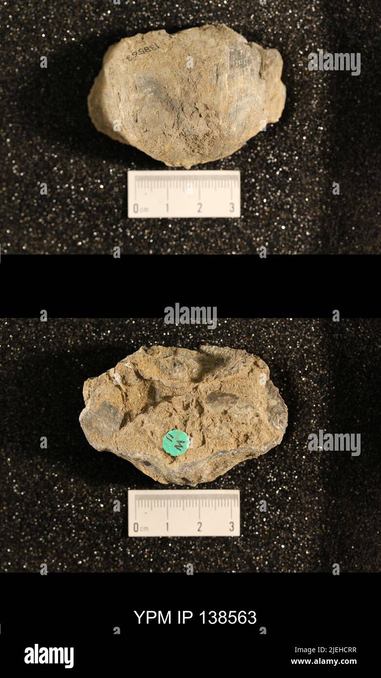 Dictyoclostus sp animalia hi-res stock photography and images - Alamy